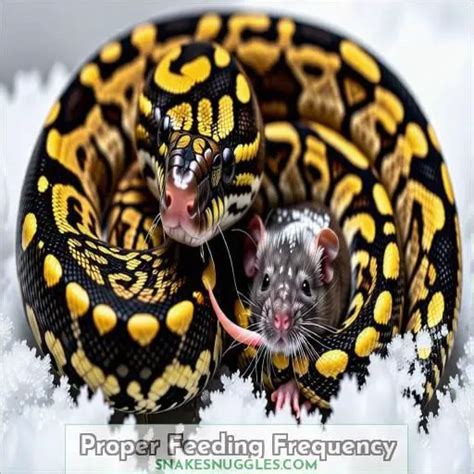 What Do Ball Pythons Like To Eat A Comprehensive Guide To Feeding