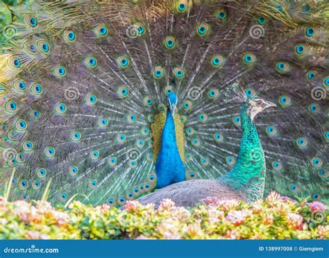 The Male Peacock Spread Tail Feathers Looking Female Peacock Focus
