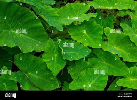 Colocasia Is Herbaceous Perennial Plants With A Large Corm On Or Just