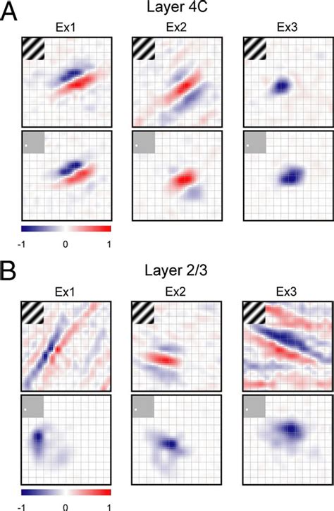 Example Spatial Maps Of V1 Cells In Layer 4c And Layer 23 A Two