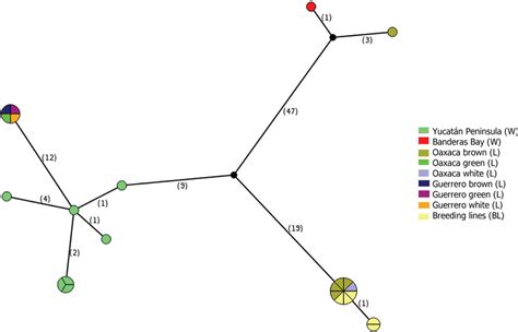 Haplotype Network Analysis Median‐joining Network Based On Cds Download Scientific Diagram