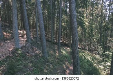 Naked Pine Tree Forest Before Winter Stock Photo Shutterstock