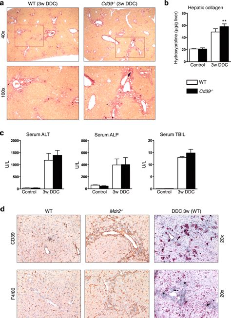 Cd39 Deficiency Worsens Liver Fibrosis In The Ddc Induced Model Of Download Scientific Diagram