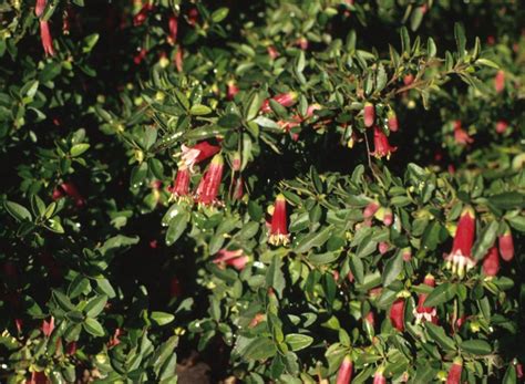 Top 15 Drought Tolerant Hedge Plants In Australia Environment Go