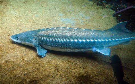 Ms Sturgeon On Tumblr