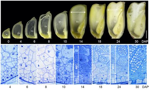 巫永睿研究组解析玉米胚乳灌浆期细胞扩张的分子机理 生物通