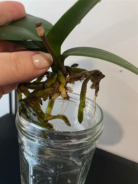 Orchids Tips And Tricks Im Giving Orchids Another Try