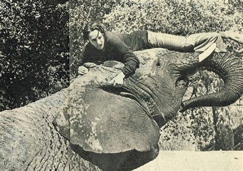 Roar Película Wikipedia La Enciclopedia Libre