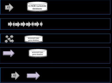 Figures Figure 1 Identifying PKS Clusters Harboring A Putative Download Scientific Diagram