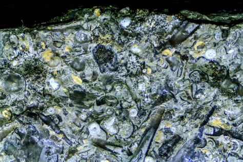 Colours In A Piece Of Fossil Matrix Micro Paleontology The Fossil Forum