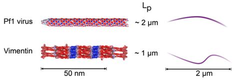 Gels Special Issue Polyelectrolyte Gels Volume Ii