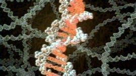 How DNA Replicates PBS LearningMedia