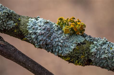 780 Best Lichen Images On Pholder Mycology Miniworlds And Lichen