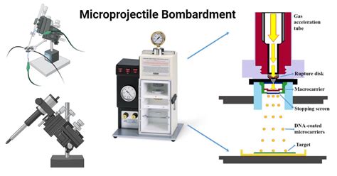 Microprojectile Bombardment Principle Steps Uses