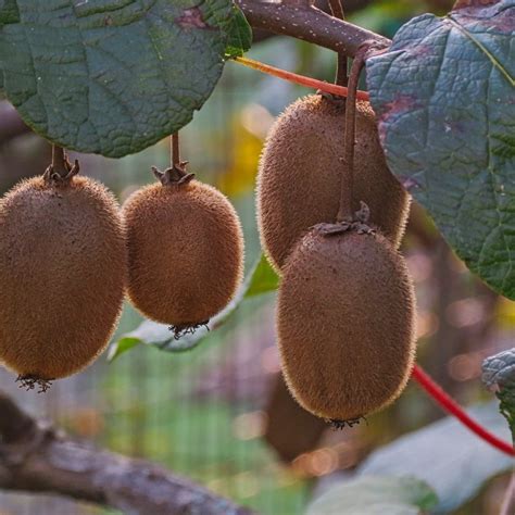 Actinidia Deliciosa Aktinídia Lahodná ´jenny´ 10 20 Cm Najpalmysk