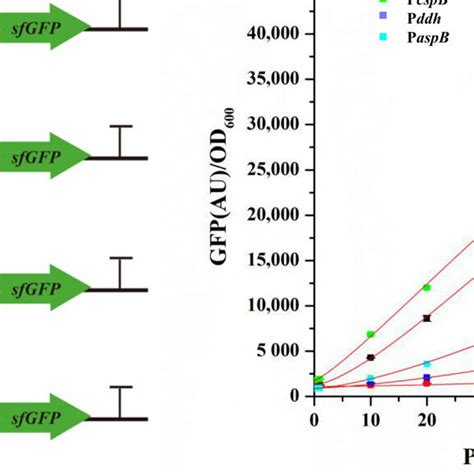 optimization and characterization of the genetic components of