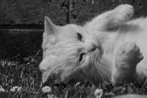 Pixel Grass Texture Photos Download The Best Free Pixel Grass Texture