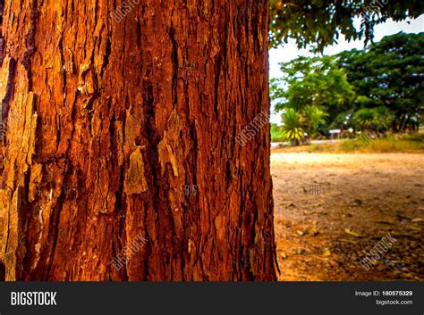 Trunk Tree Vivid Red Color Bark Image Photo Bigstock