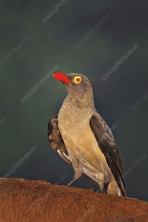 Red Billed Oxpecker Stock Image F0343622 Science Photo Library