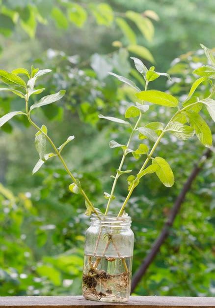 Premium Photo Mint Plant With Visible Roots
