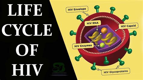 What Are The Stages Of Hiv Life Cycle At Minnie Clark Blog