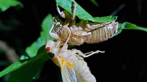 South Carolina Cicadas 2024 Watch Brood Xix Emerge
