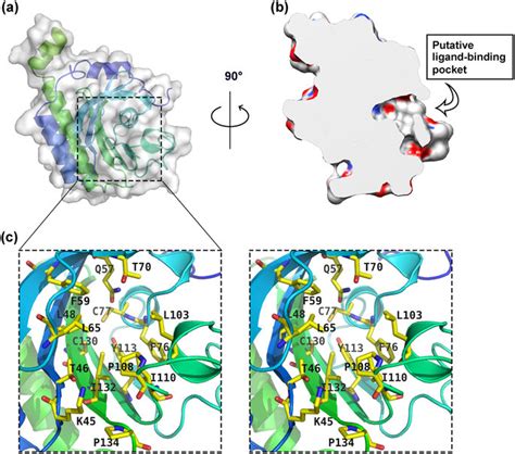 The Putative Ligand Binding Pocket Of The Dcsbis Gaf Domain Ab