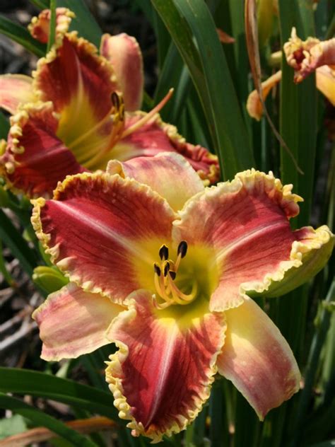 Learn All About 70 Different Daylily Varieties Hgtv