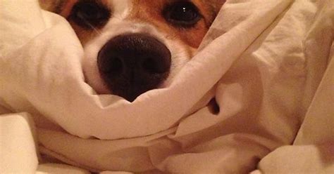 So Ive Been Really Sick This Week And My Corgi Has Decided To Take On His Role As A Nanny