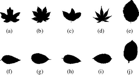 Plant Texture Classification Using Gabor Co Occurrences Pdf Hot Sale