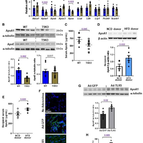 Hdl C High Density Lipoprotein Cholesterol Level Is Elevated By The