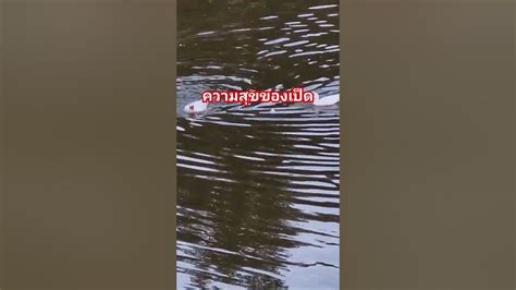 ความสุขของเป็ด รัตนาภรณ์วอนแฟน อุ๋งอิ๋งเพชรบ้านแพง เพชรบูรณ์ Youtube