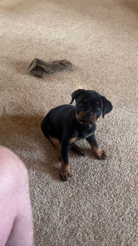 Miniature Rottweiler Puppy Miniature Rottweilers Miniature