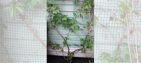 Виноград декоративный купить в Кемерово | Товары для дома и дачи | Авито