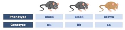 Ib Biology 34 Inheritance Flashcards Quizlet