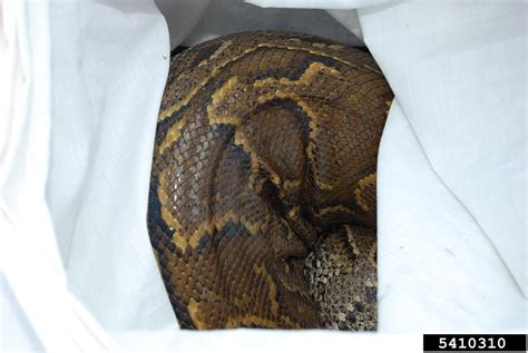 Pythons Genus Python Daudin 1803