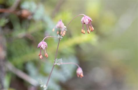 Thalictrum Elegans Morten Ross