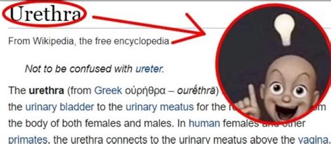 Urethra Know Your Meme