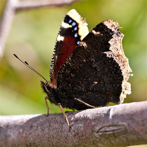 Mourning Cloak Butterfly