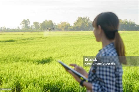 필드에 태블릿젊은 여성 스마트 농부 첨단 기술 혁신과 스마트 농업 고급에 대한 스톡 사진 및 기타 이미지 고급 곡초류 논 Istock