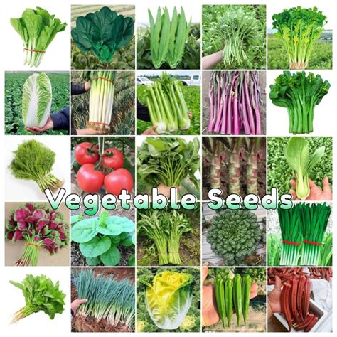 High Yield Vegetable Seeds For Planting Biji Benih Sayuran Organic