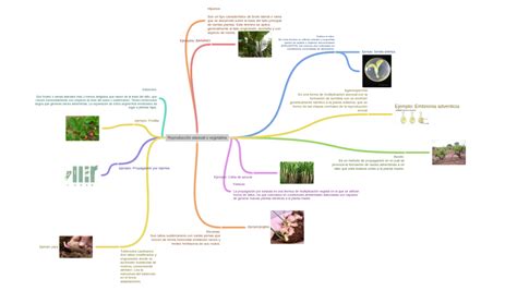 Reproducción Asexual O Vegetativa Cultivo In Vitro En Esta Técnica Se