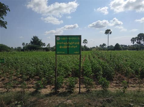 ပခုက္ကူတွင် မိုးနှောင်းချည်မျှင်ရှည်ဝါများ အောင်မြင်ဖြစ်ထွန်း Information And Public Relations