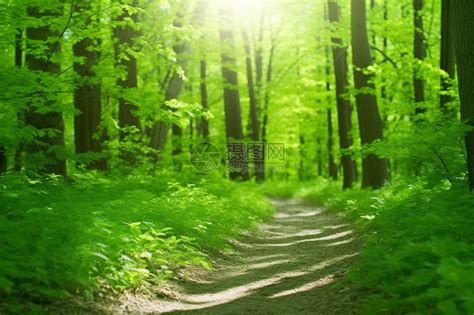 自然美丽的树林高清图片下载 正版图片600368390 摄图网