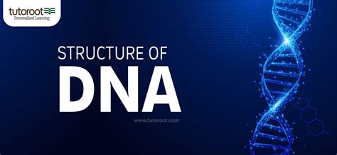 What Is Dna Functions Structure Types Tutoroot