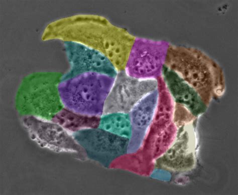 Cellpose Deep Learning Based Generic Cell Segmentation 2021 Wiley Analytical Science