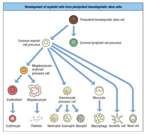 Lecture 2 Complement System And Amp Flashcards Quizlet