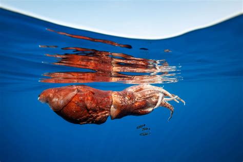 Eerie Elusive Giant Squid Caught On Video For The First Time In The Us