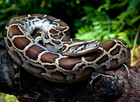 Invasive 200 Pound Pythons Are Spreading In The Us — Best Life