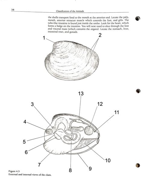 Lab Practical 2 Clam Anatomy Diagram Quizlet